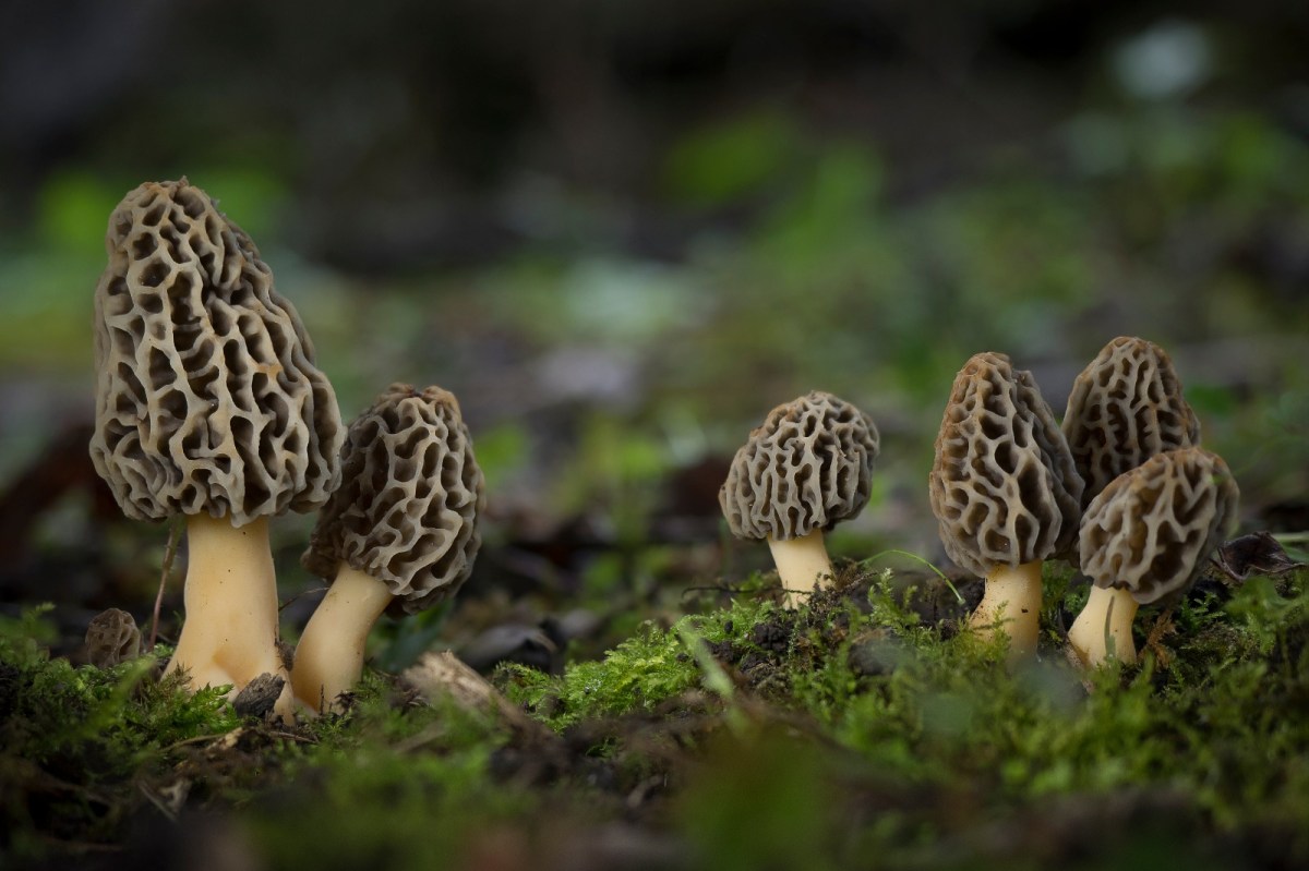 Com i quan trobar delicioses múrgoles? – BioPorts