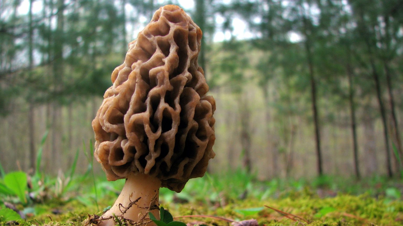 Com i quan trobar delicioses múrgoles? – BioPorts