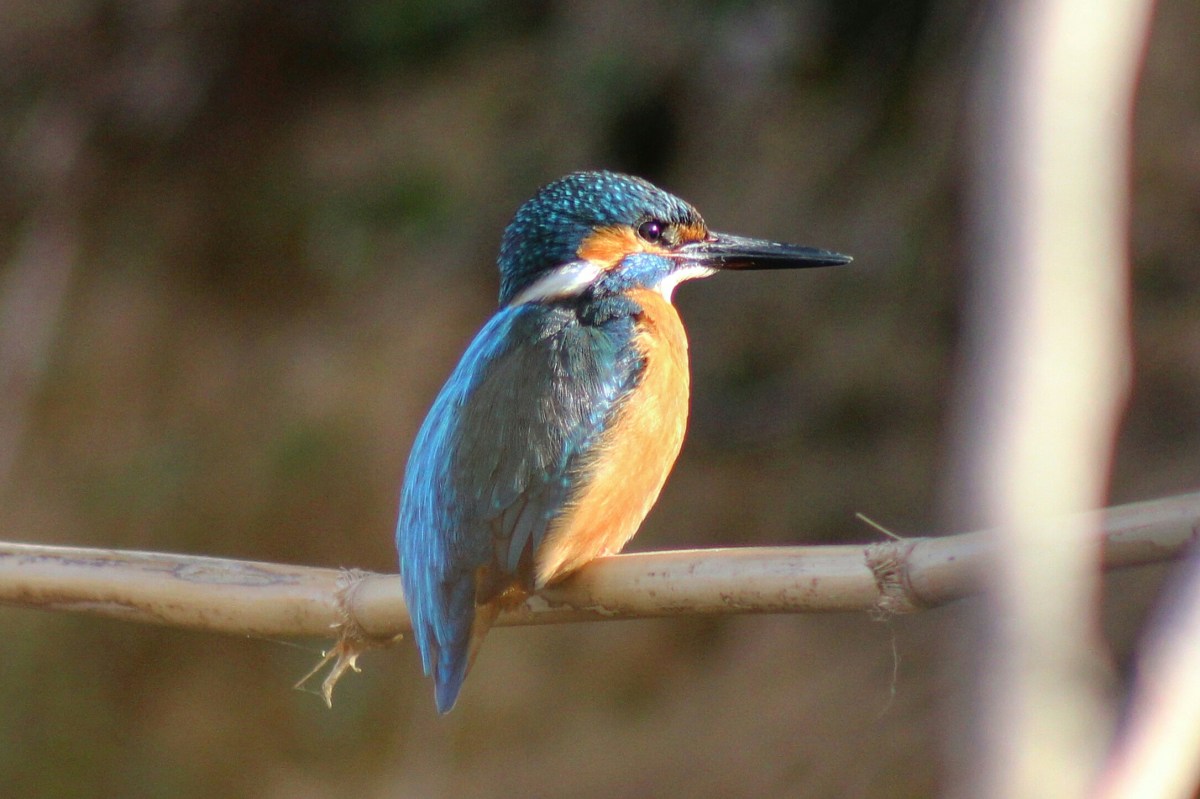 Està el blauet en perill? – BioPorts