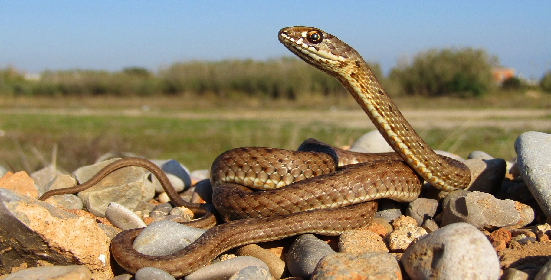 Tenim la serp més gran de Catalunya? – BioPorts